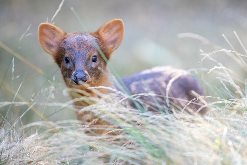 Woodland Park Zoo’s tiny pudu has a name | Westside Seattle